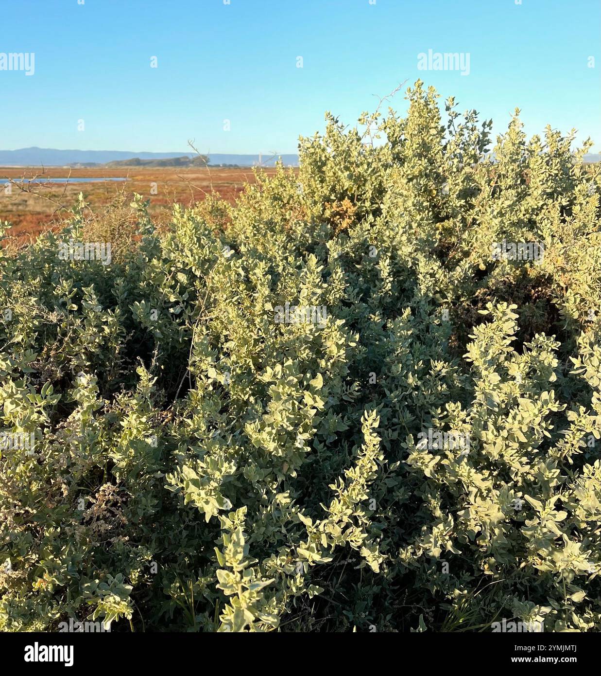 big saltbush (Atriplex lentiformis Stock Photo - Alamy