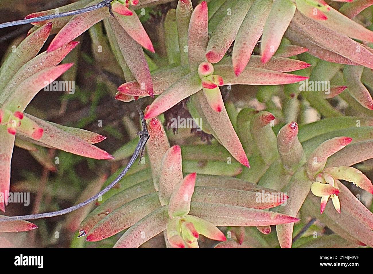 (Crassula tetragona tetragona Stock Photo - Alamy