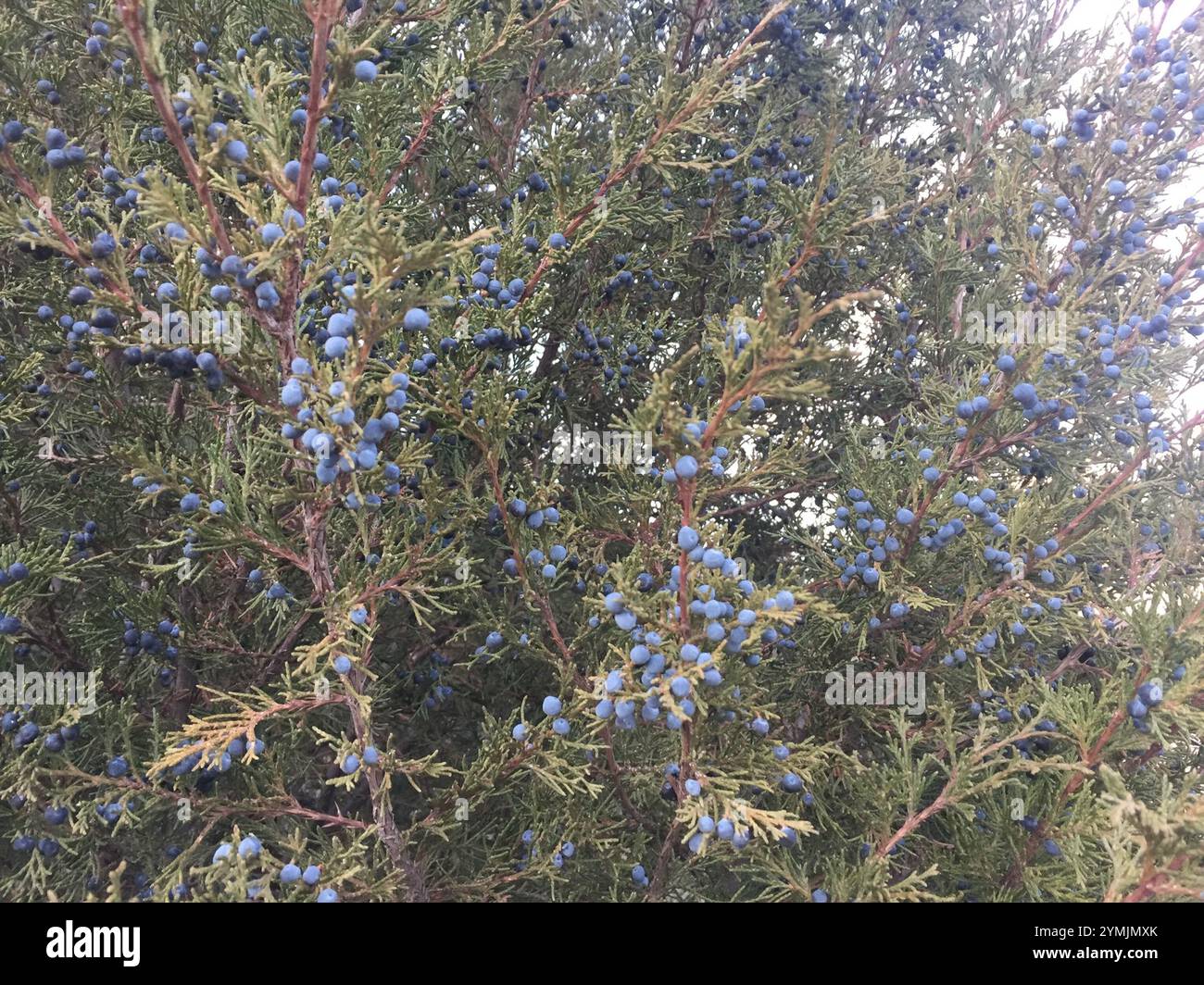 Rocky Mountain Juniper (Juniperus scopulorum Stock Photo - Alamy