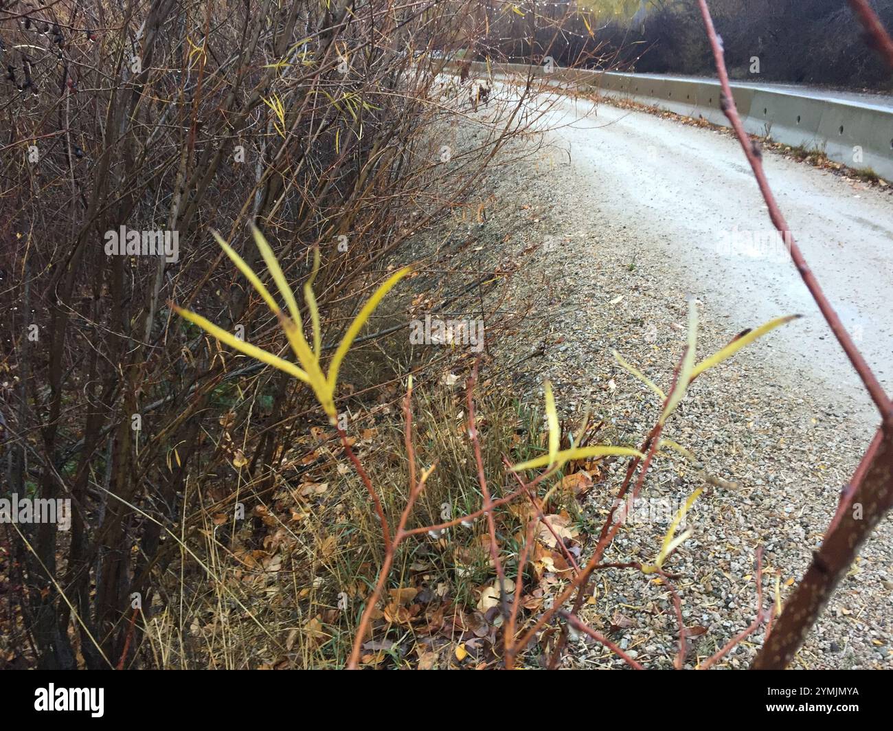 interior sandbar willow (Salix interior Stock Photo - Alamy