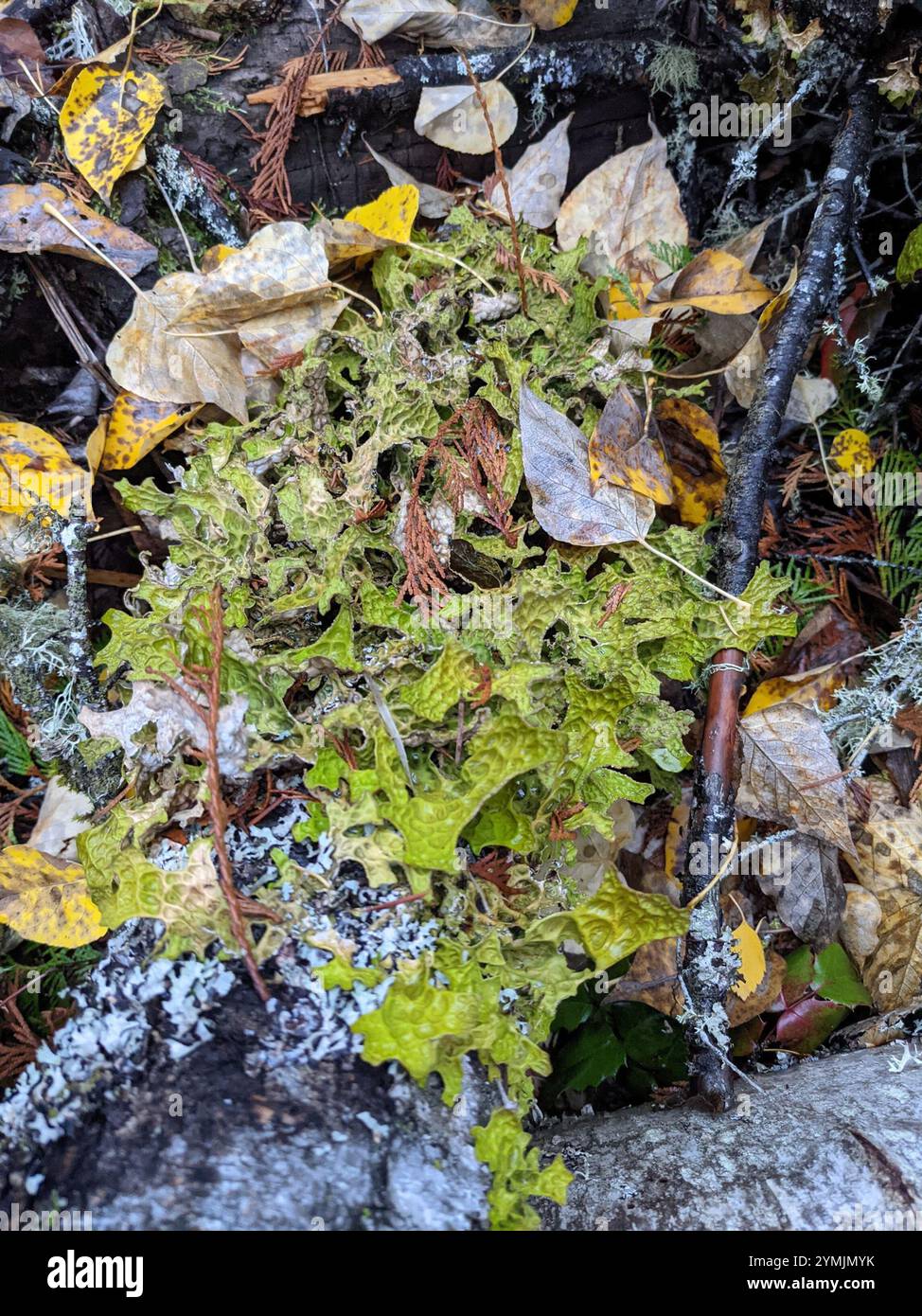 Tree Lungwort (Lobaria pulmonaria Stock Photo - Alamy