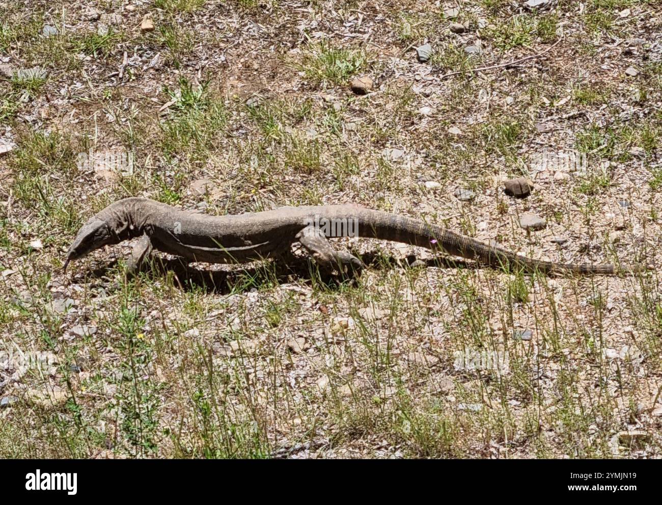 Heath Monitor (Varanus rosenbergi Stock Photo - Alamy