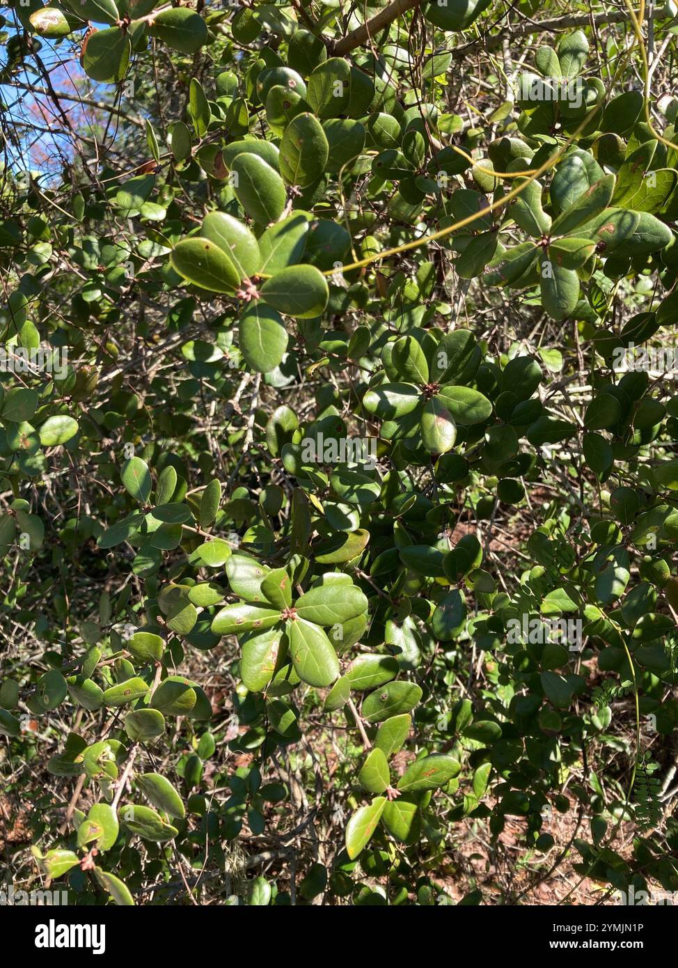Myrtle Oak (Quercus myrtifolia Stock Photo - Alamy