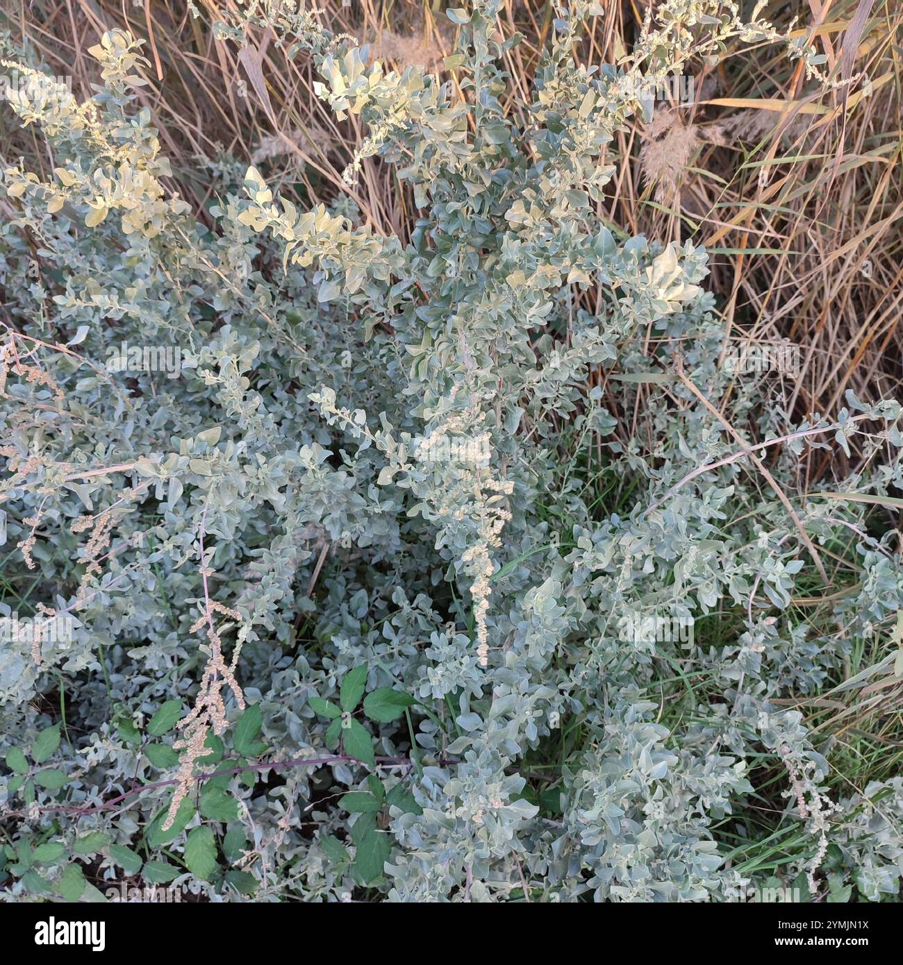 Mediterranean Saltbush (Atriplex halimus Stock Photo - Alamy