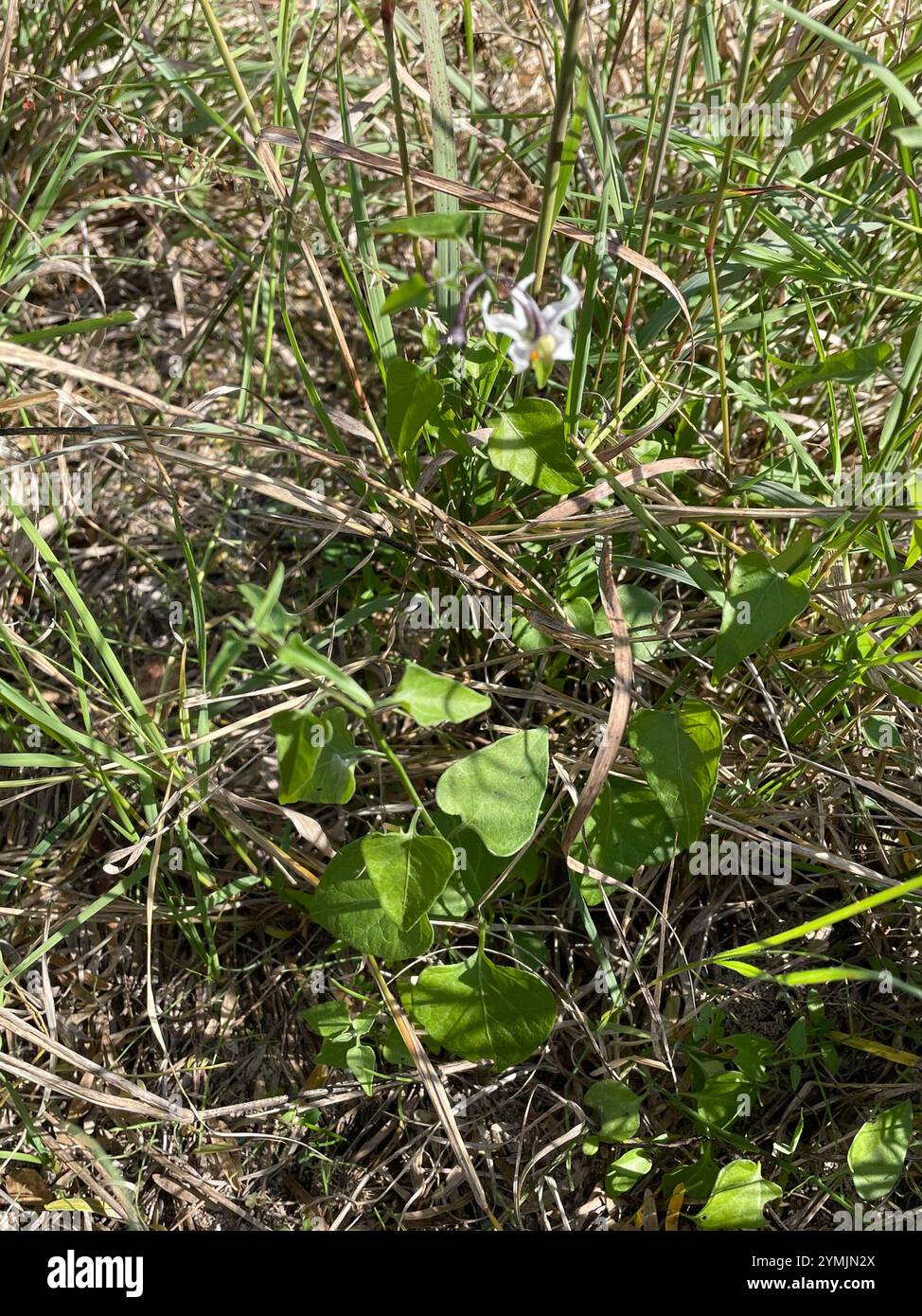 Texas nightshade (Solanum triquetrum Stock Photo - Alamy
