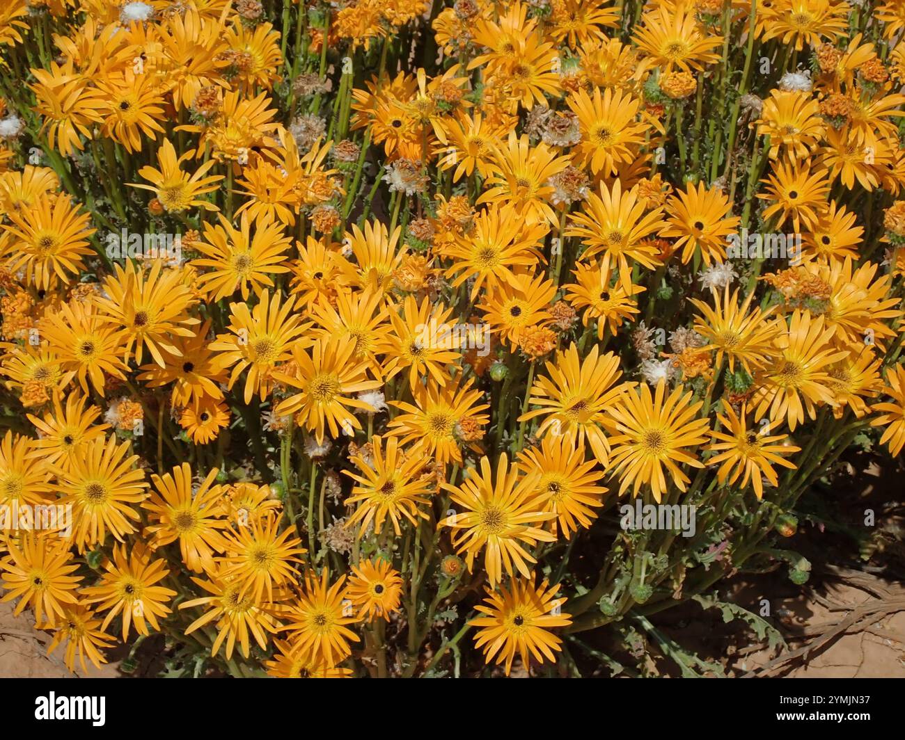 Karoo African Daisy (Arctotis leiocarpa Stock Photo - Alamy