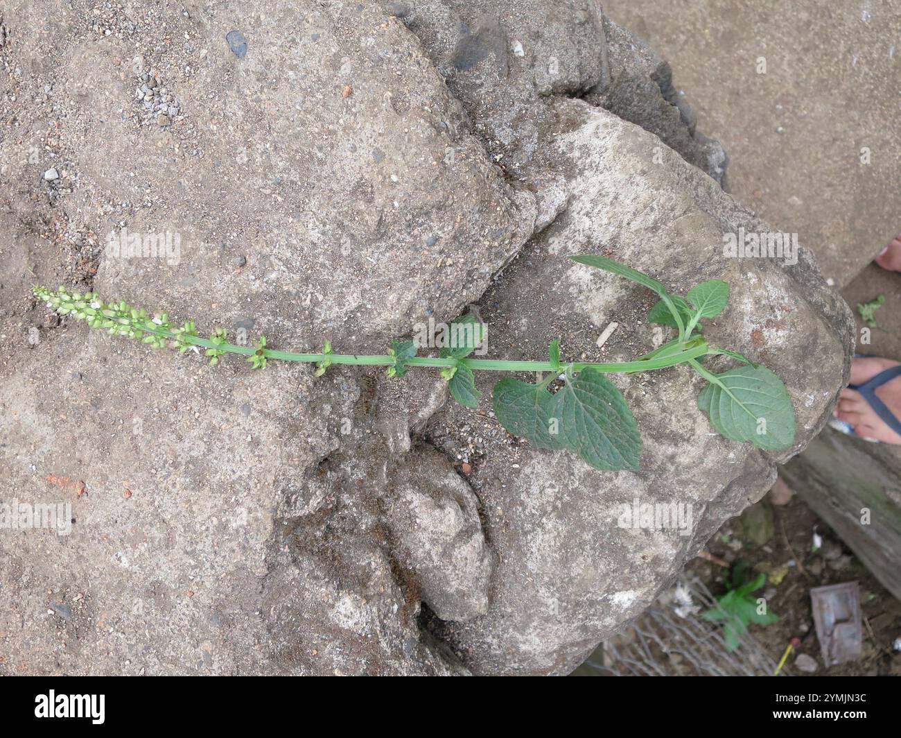 Monkey's Potato (Coleus monostachyus Stock Photo - Alamy