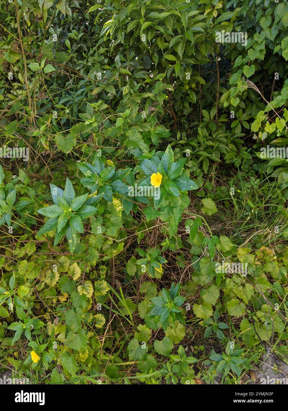 Yellow alder (Turnera ulmifolia Stock Photo - Alamy