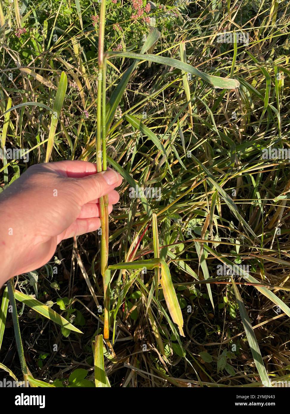 Barnyard Grasses (Echinochloa Stock Photo - Alamy