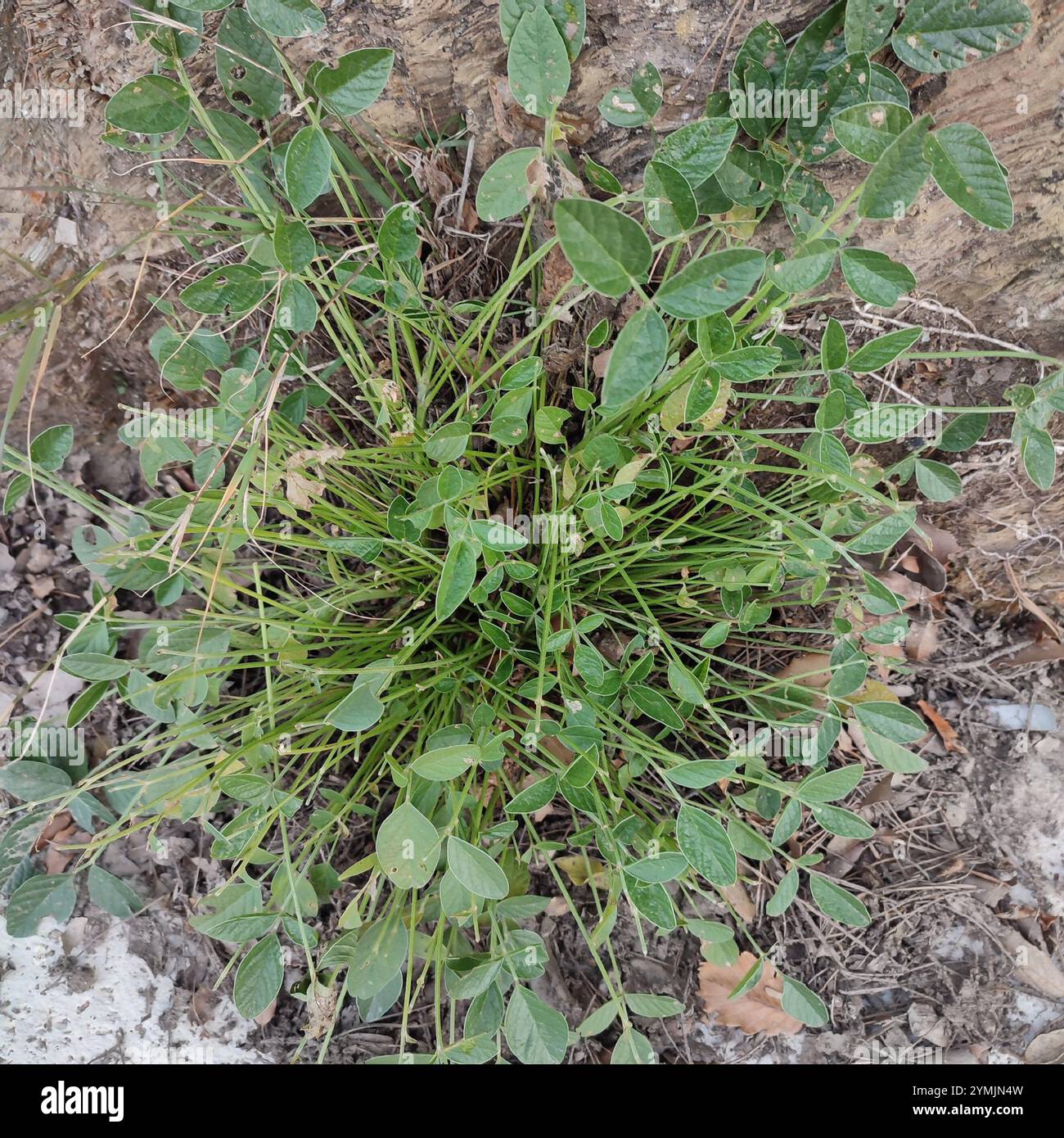 arabian pea (Bituminaria bituminosa Stock Photo - Alamy