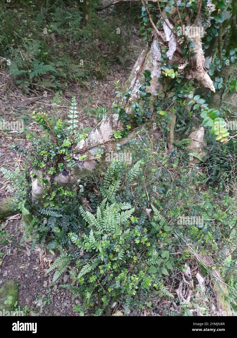 white climbing rātā (Metrosideros diffusa Stock Photo - Alamy