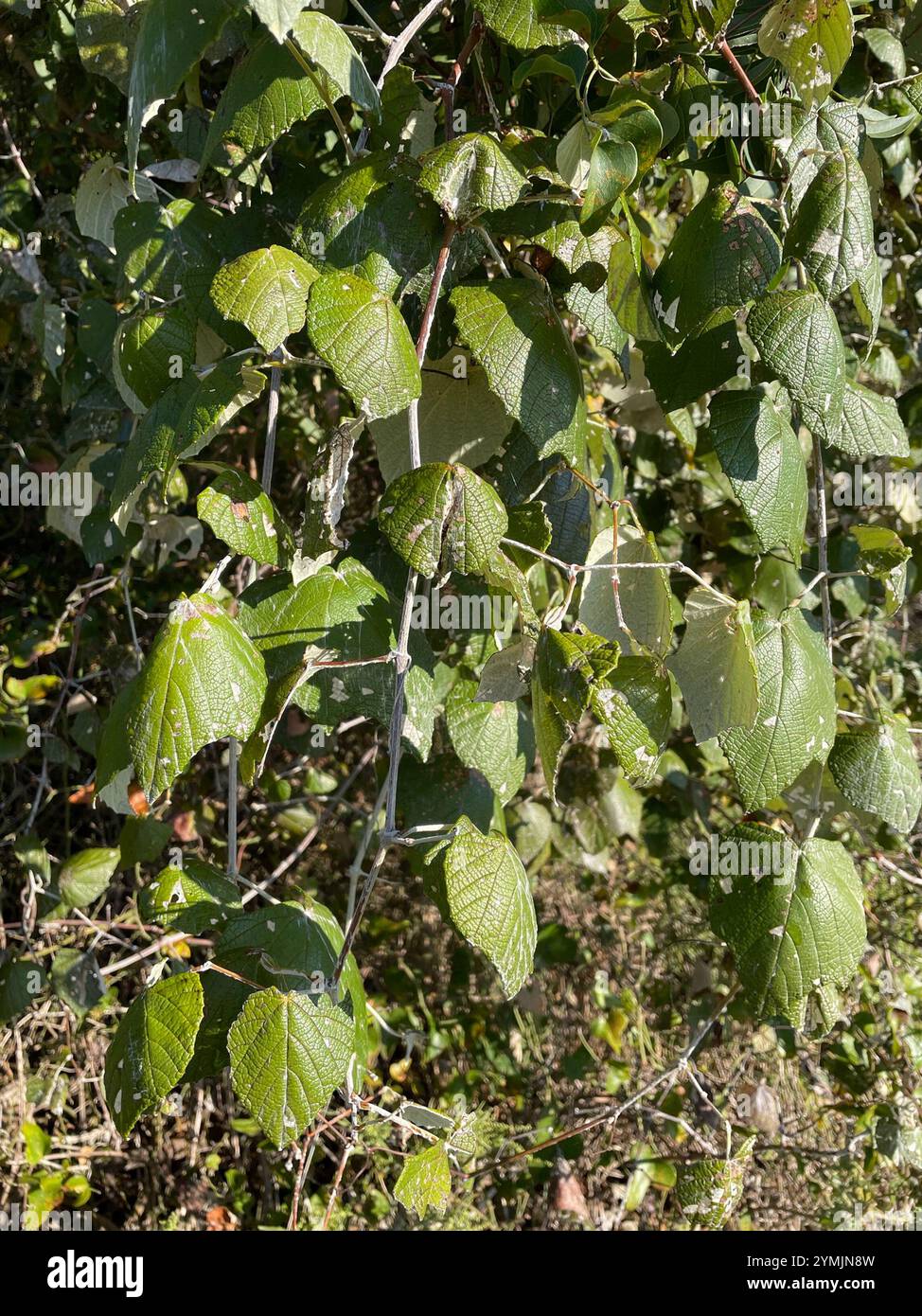 Vitis mustangensis hi-res stock photography and images - Alamy