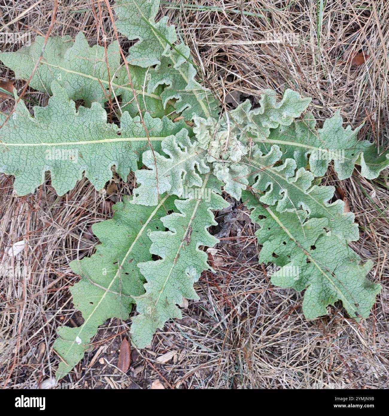 Wavyleaf mullein hi-res stock photography and images - Alamy
