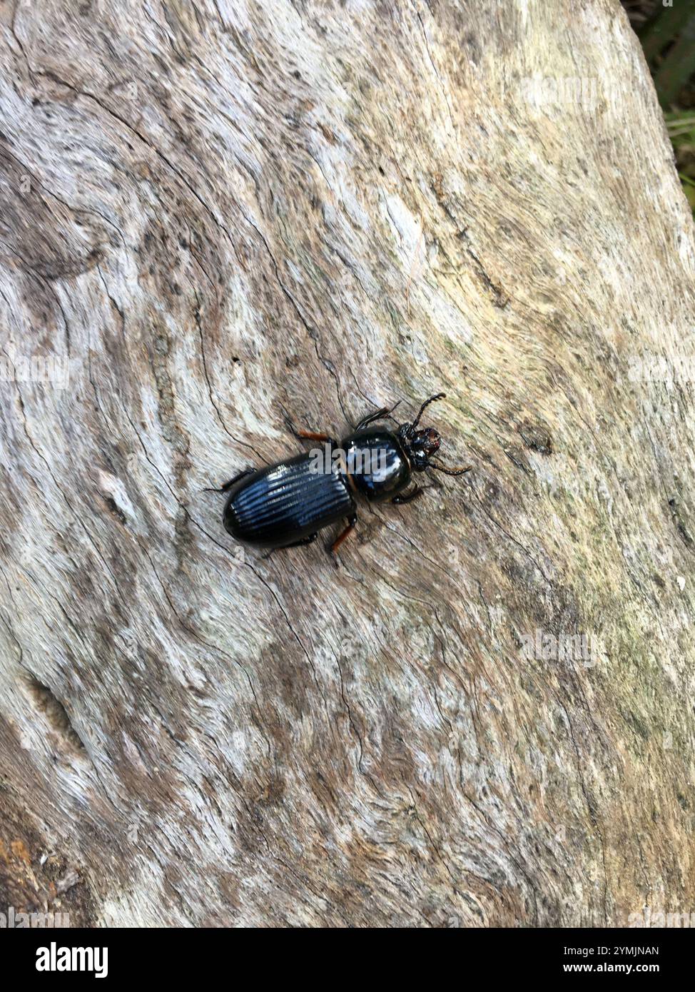 Horned Passalus Beetle (Odontotaenius disjunctus Stock Photo - Alamy