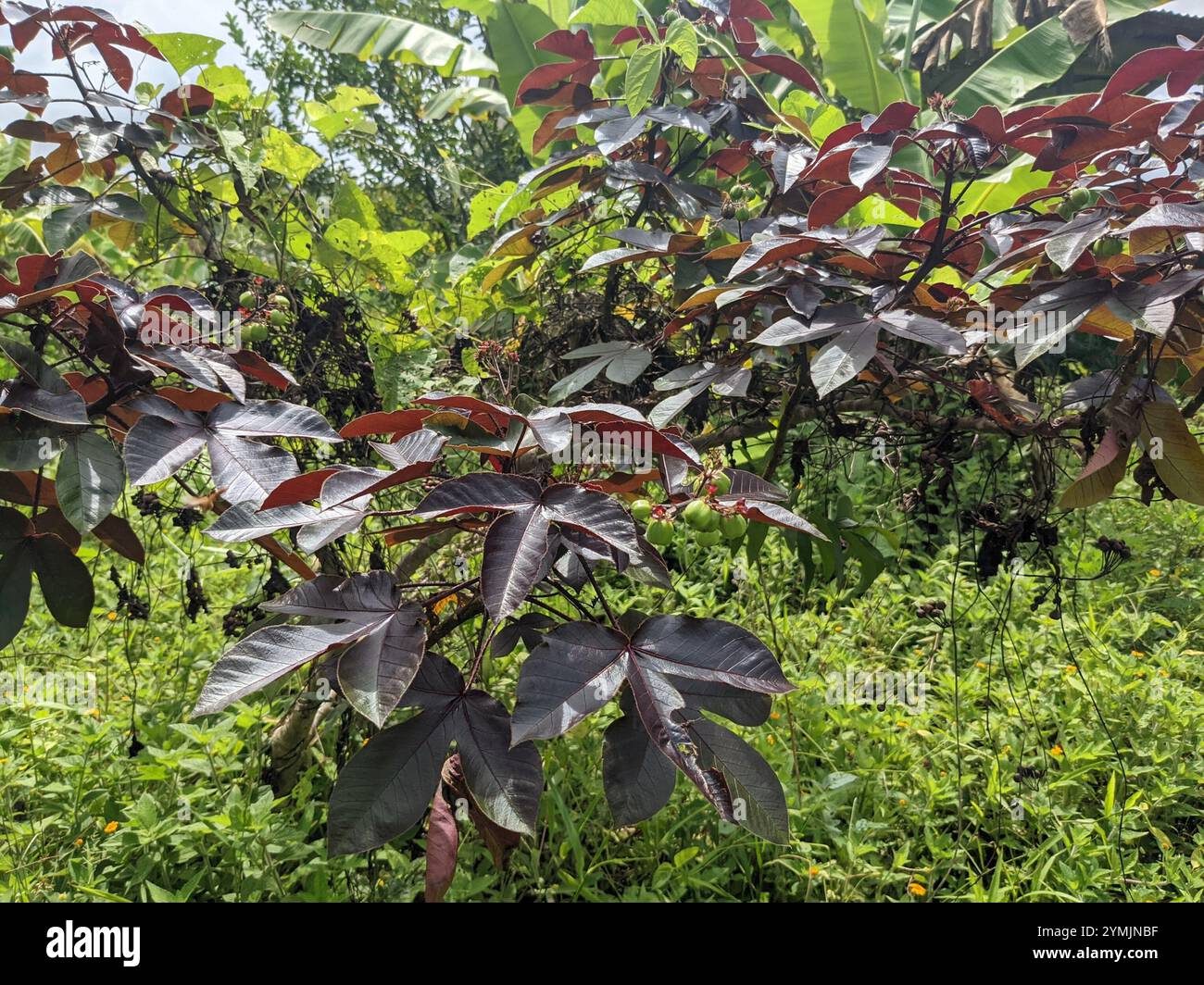 Gossypiifolia hi-res stock photography and images - Alamy