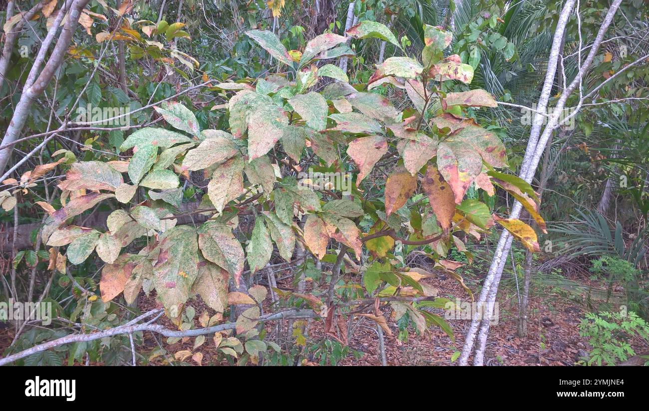 Allophylus hi-res stock photography and images - Alamy