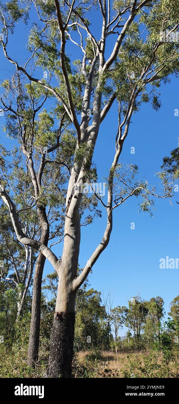 Carbeen (Corymbia tessellaris Stock Photo - Alamy