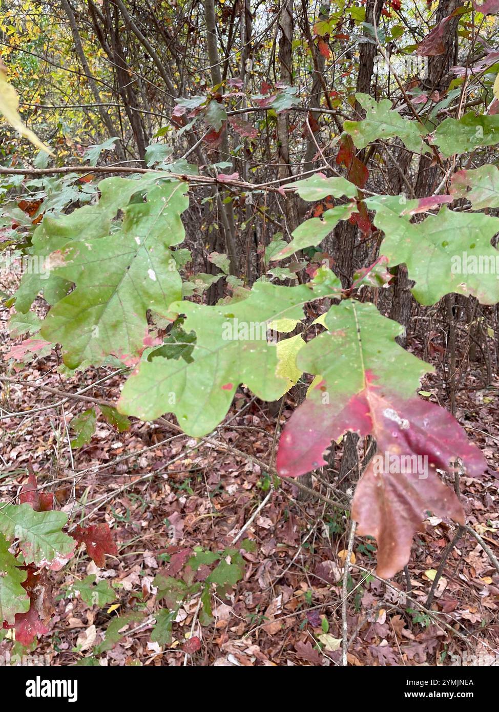 white oak (Quercus alba Stock Photo - Alamy