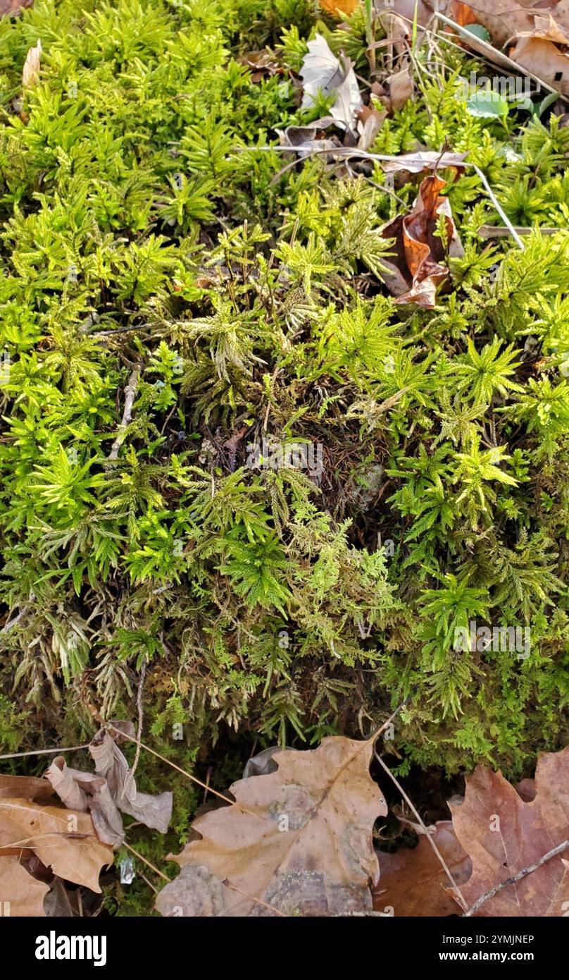 American Tree Moss (Climacium americanum Stock Photo - Alamy