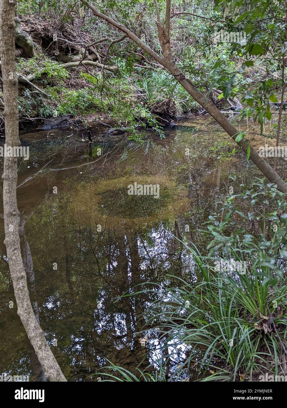 Ray-finned Fishes (Actinopterygii Stock Photo - Alamy