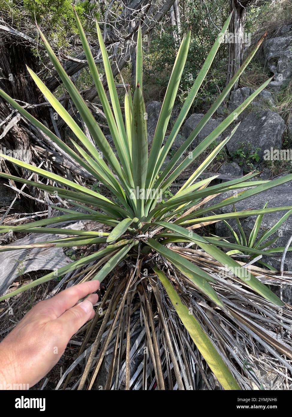 Spanish dagger (Yucca treculiana Stock Photo - Alamy