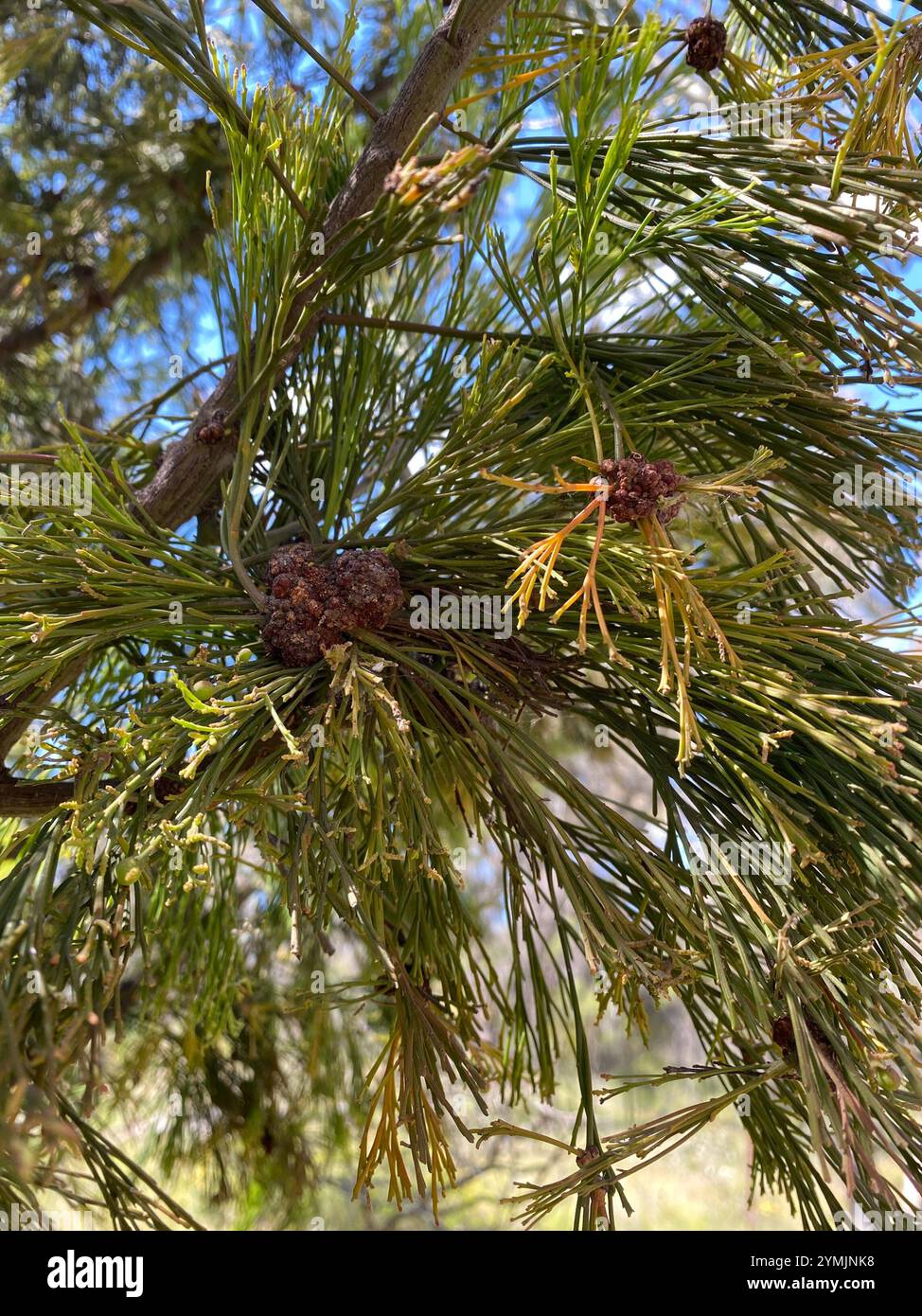 Exocarpos cupressiformis hi-res stock photography and images - Alamy