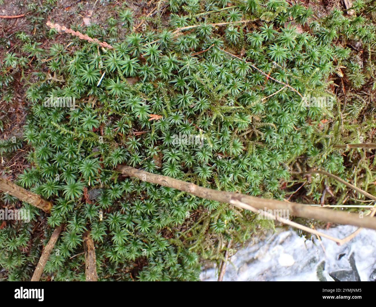 contorted pogonatum moss (Pogonatum contortum Stock Photo - Alamy