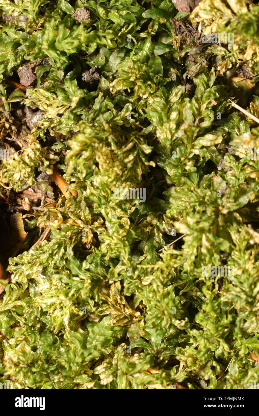 Palm-tree Moss (Plagiomnium undulatum Stock Photo - Alamy