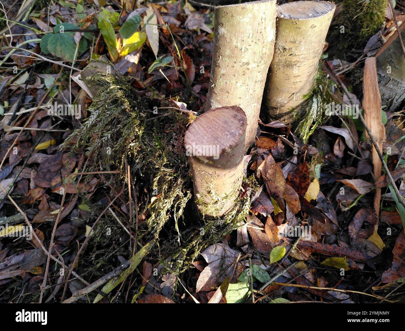 Fontinalis antipyretica willow moss hi-res stock photography and images ...