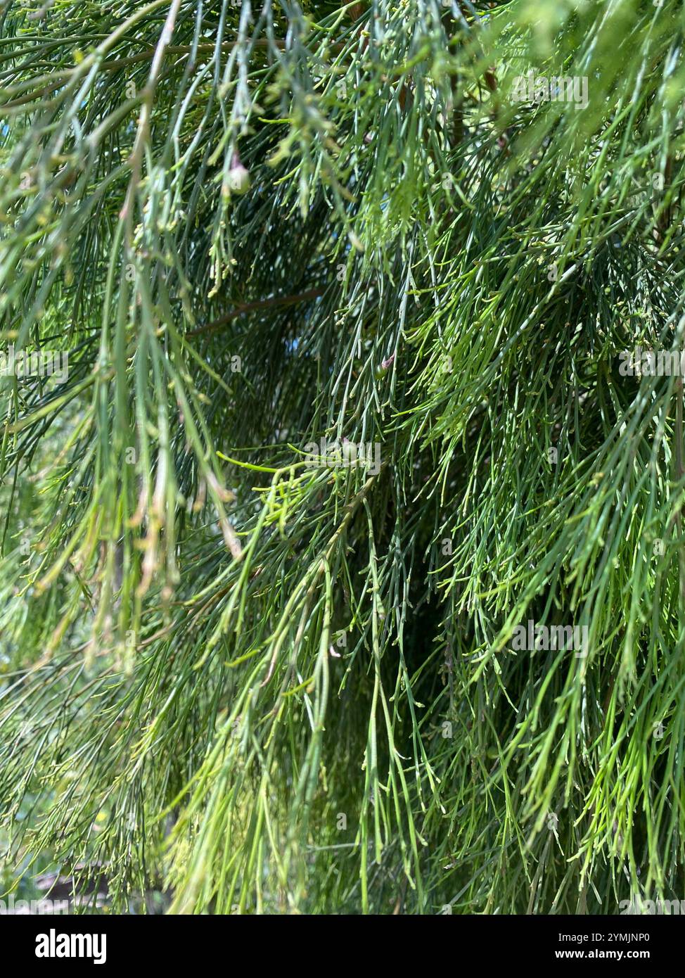 Cherry Ballart (Exocarpos cupressiformis Stock Photo - Alamy