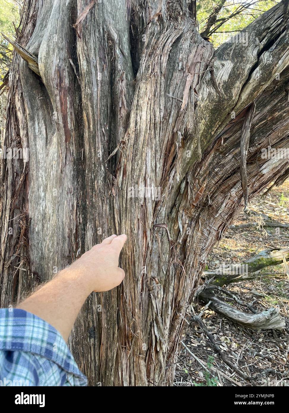Ashe juniper (Juniperus ashei Stock Photo - Alamy