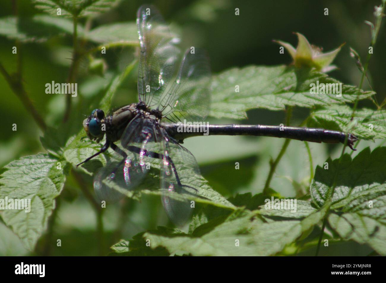 Horned clubtail hi-res stock photography and images - Alamy