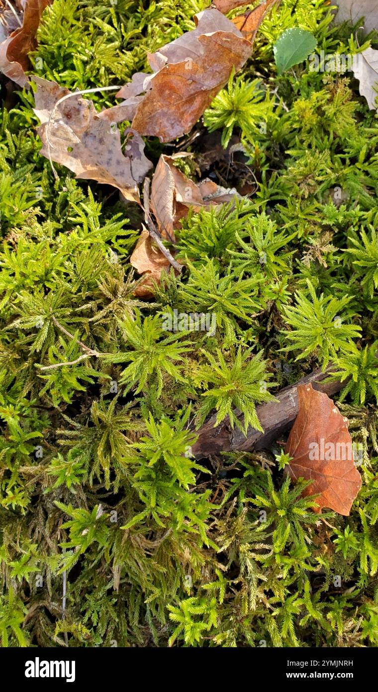 American Tree Moss (Climacium americanum Stock Photo - Alamy