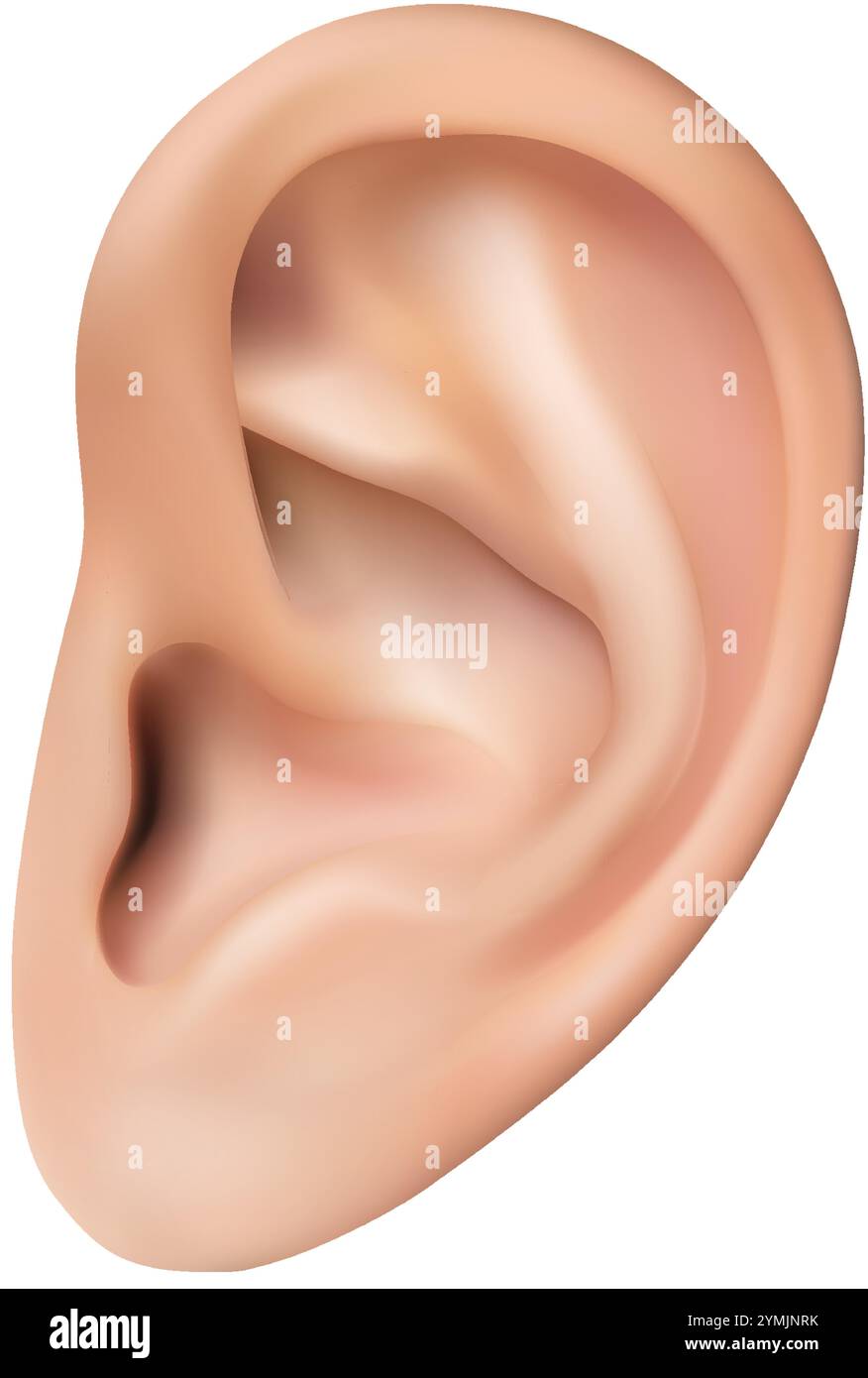 realistic vector icon illustration. Human ear, isolated on white ...
