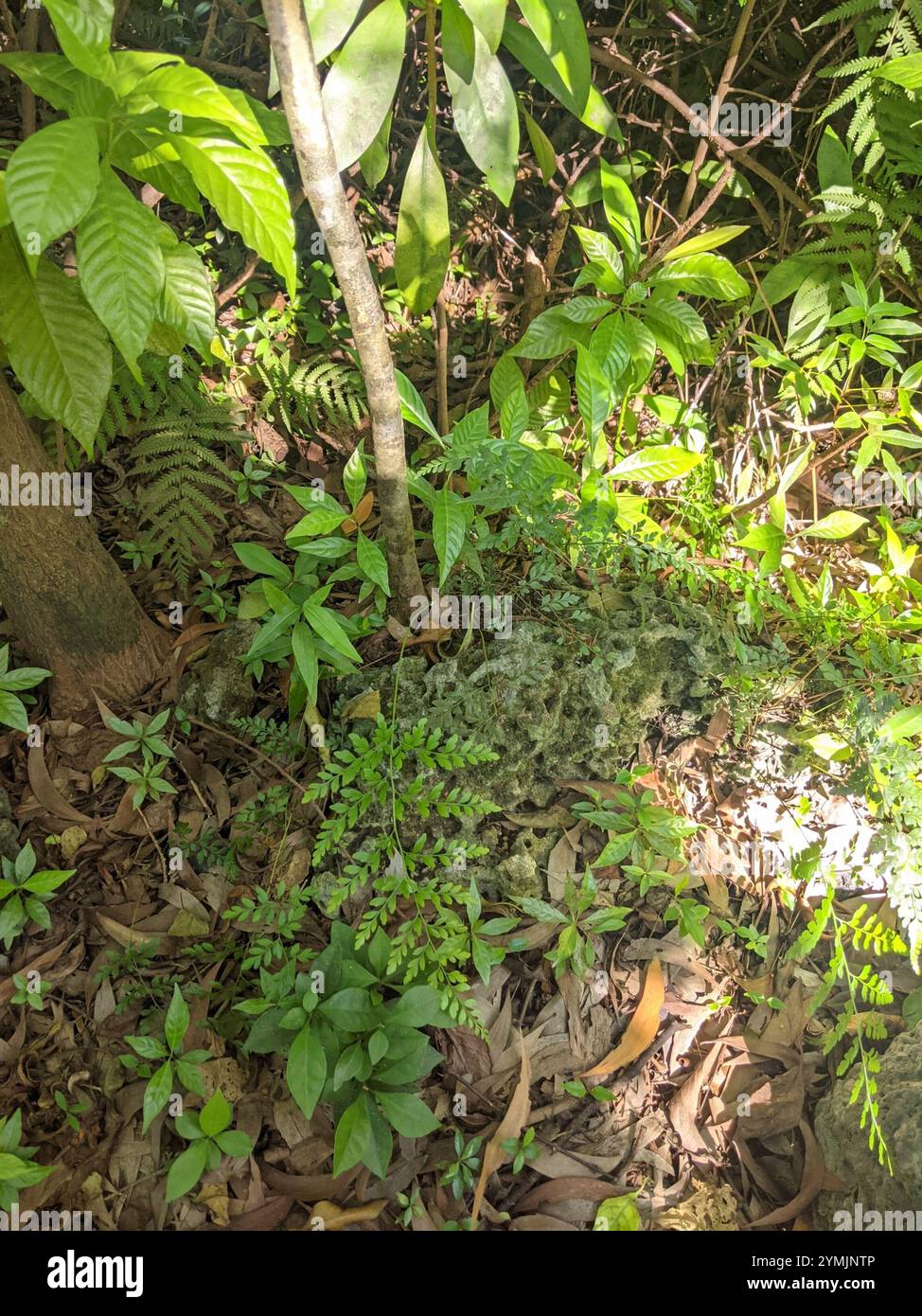 Anemia fern hi-res stock photography and images - Alamy