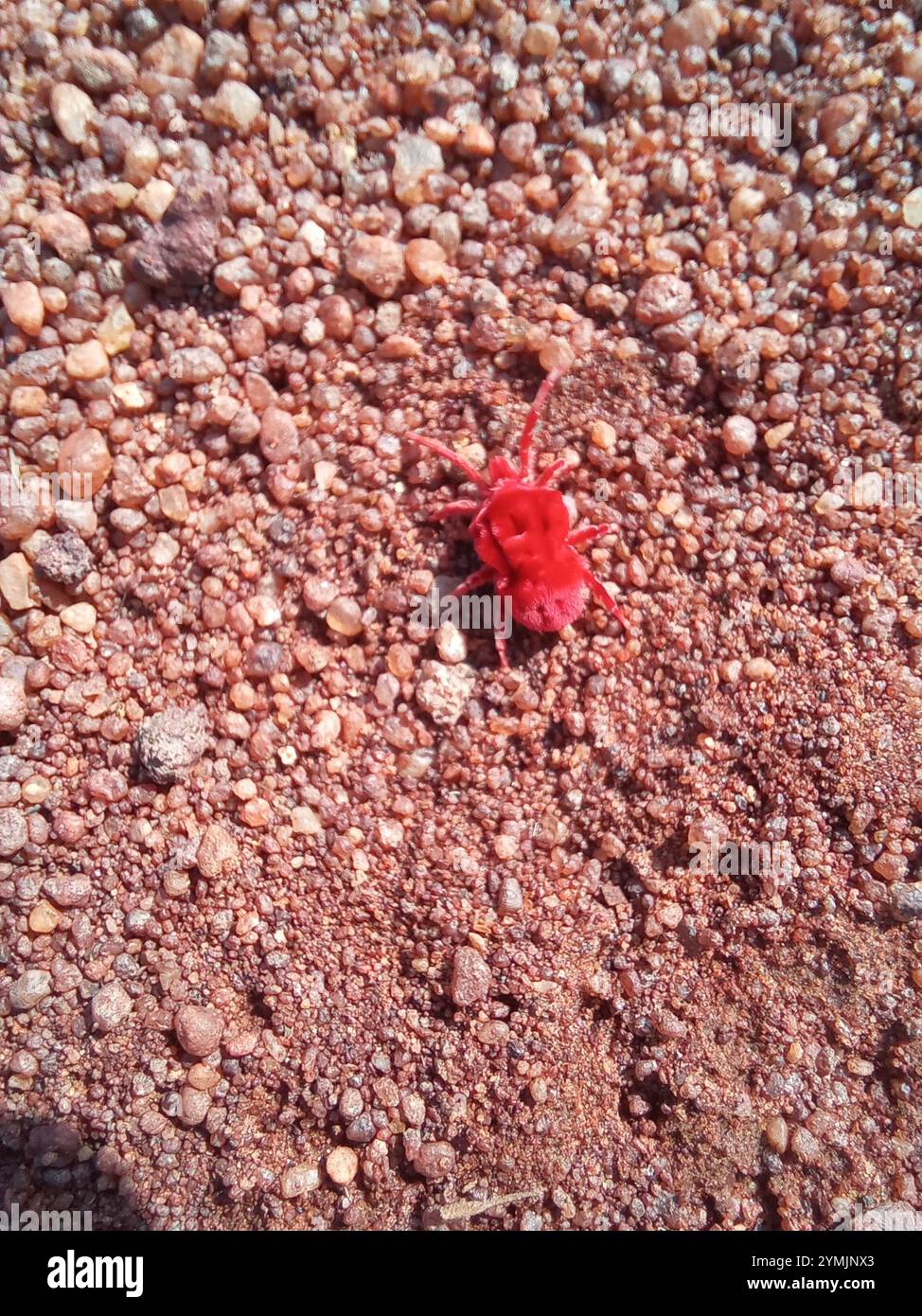 Giant Velvet Mites (Dinothrombium Stock Photo - Alamy