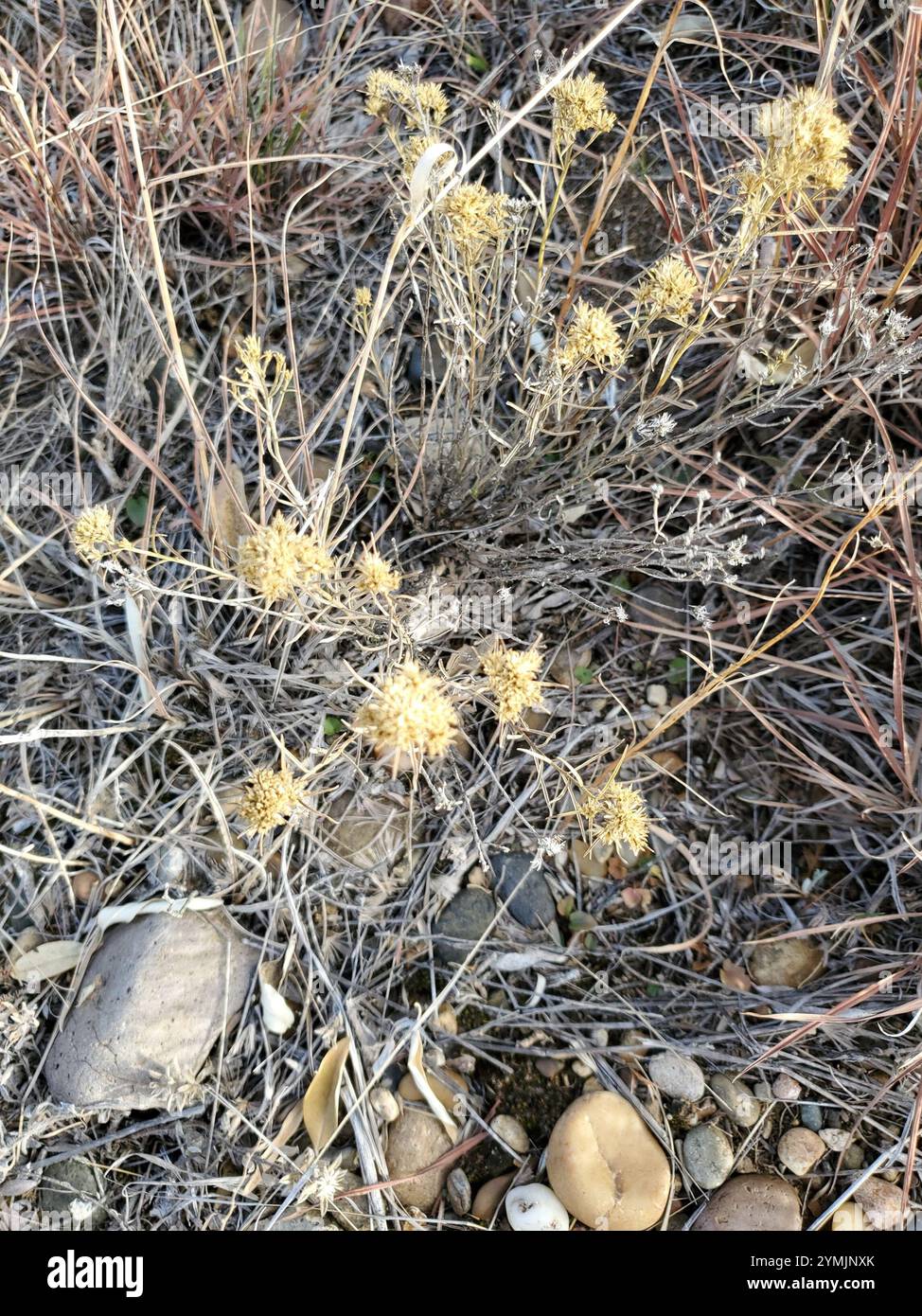 Broom Snakeweed (Gutierrezia sarothrae Stock Photo - Alamy