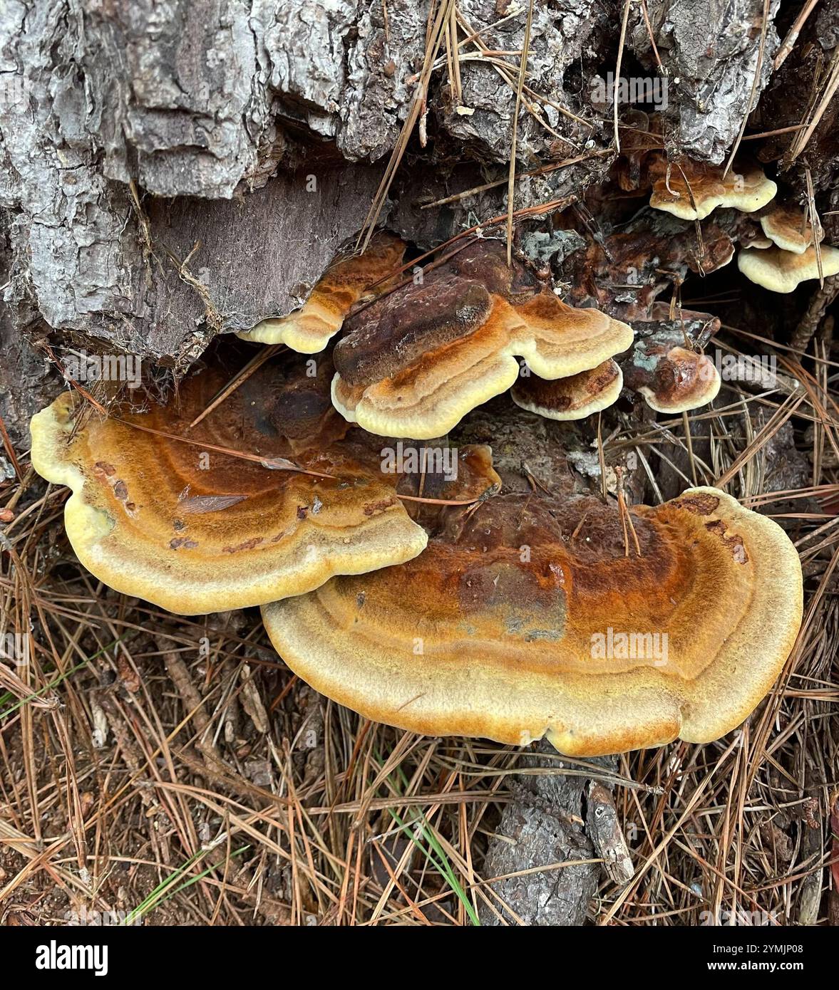 Dyer's Polypore (Phaeolus schweinitzii Stock Photo - Alamy
