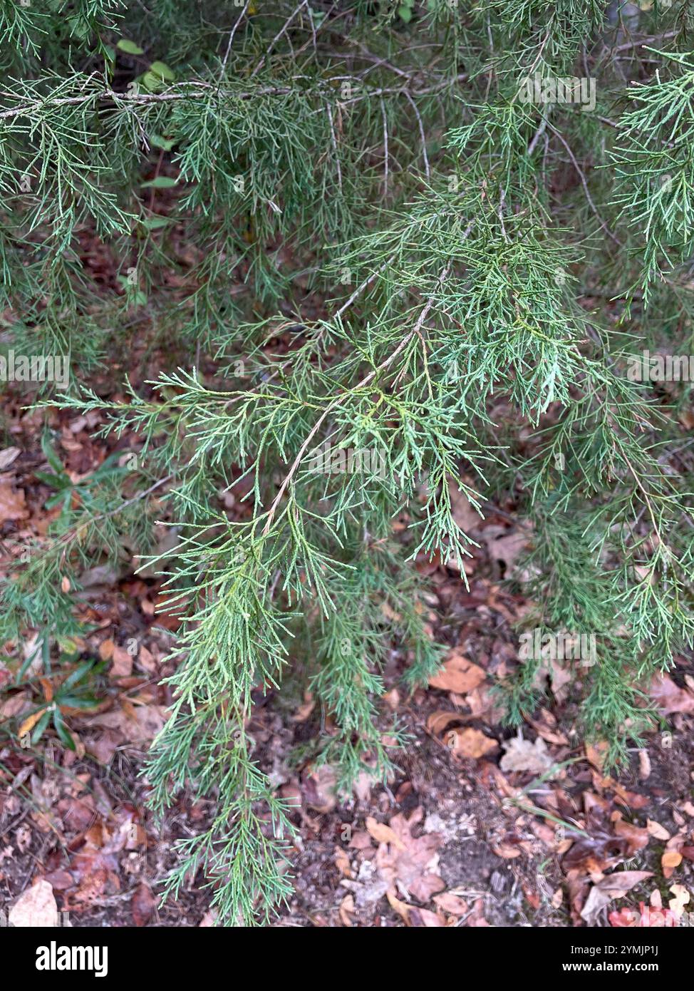 eastern redcedar (Juniperus virginiana Stock Photo - Alamy