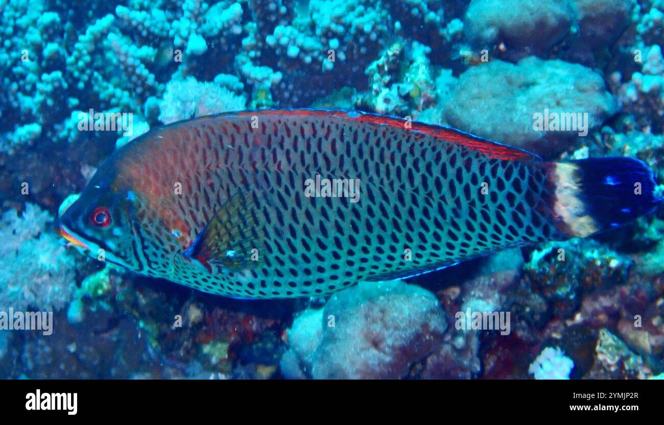 Chiseltooth wrasse hi-res stock photography and images - Alamy