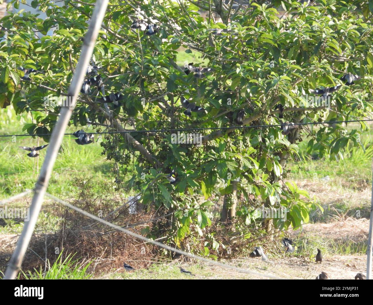 Spodiopsar sericeus hi-res stock photography and images - Alamy