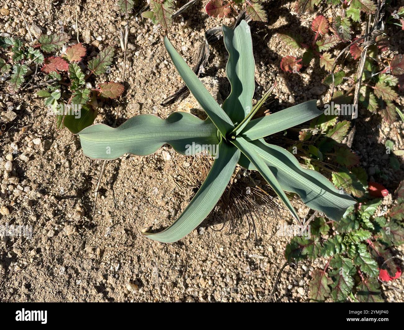 wavy-leafed soap plant (Chlorogalum pomeridianum Stock Photo - Alamy