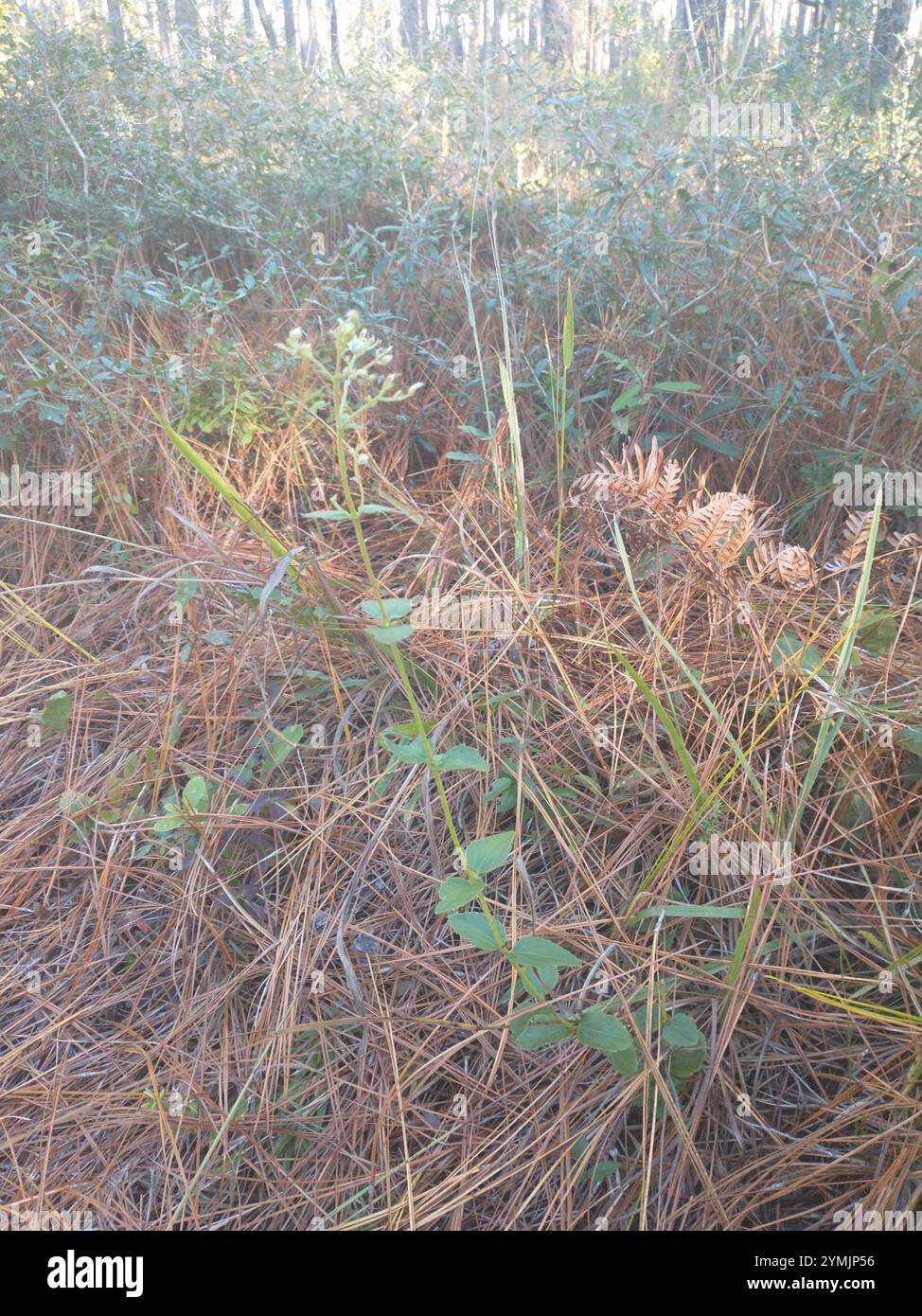 smaller white snakeroot (Ageratina aromatica Stock Photo - Alamy