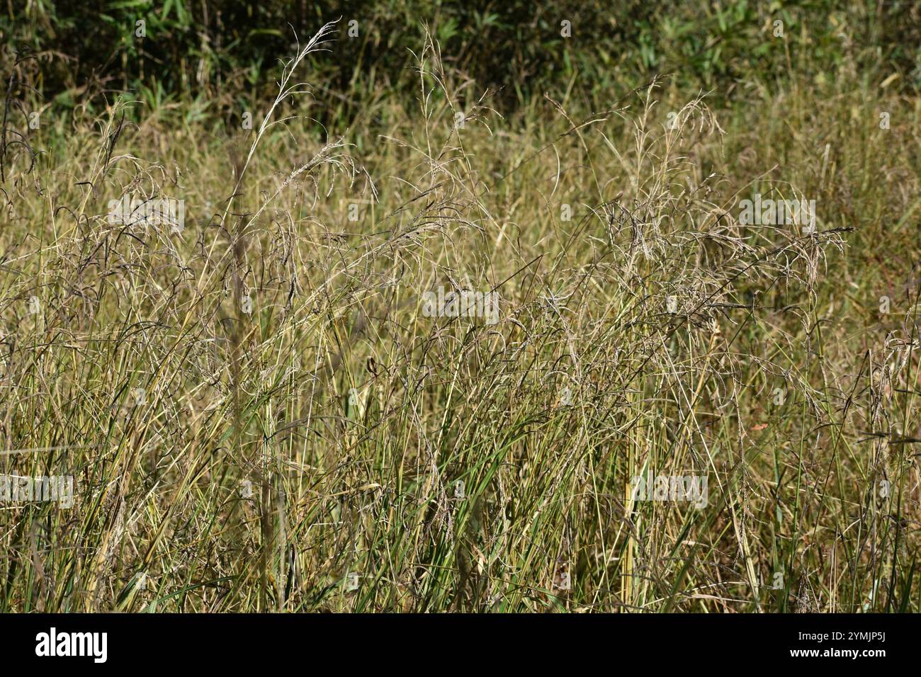 Vasey Grass (Paspalum urvillei Stock Photo - Alamy