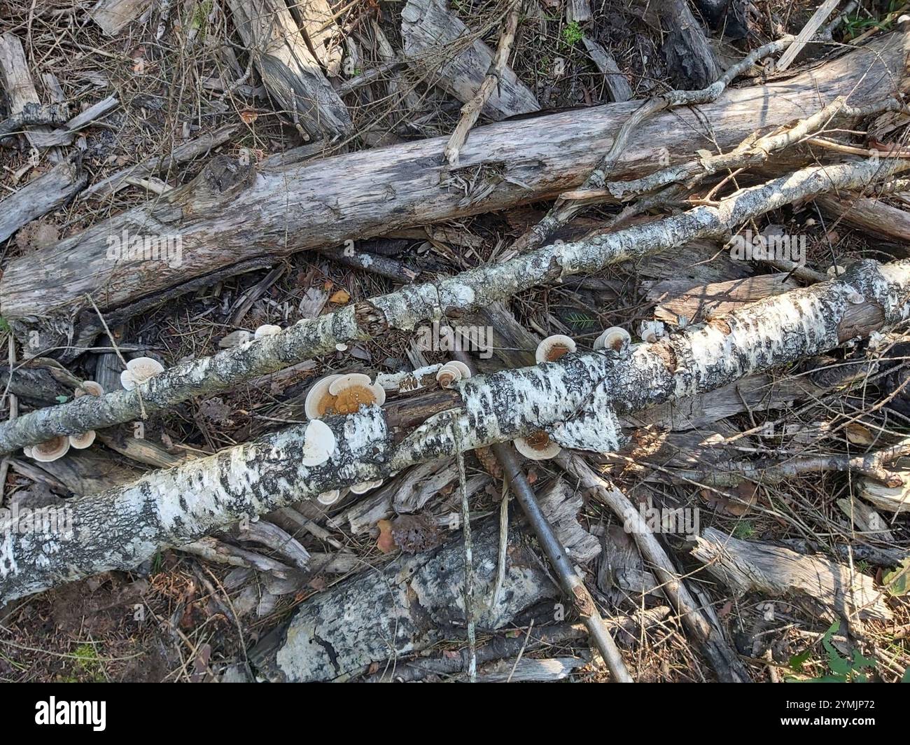 Thin-walled Maze Polypore (Daedaleopsis confragosa Stock Photo - Alamy