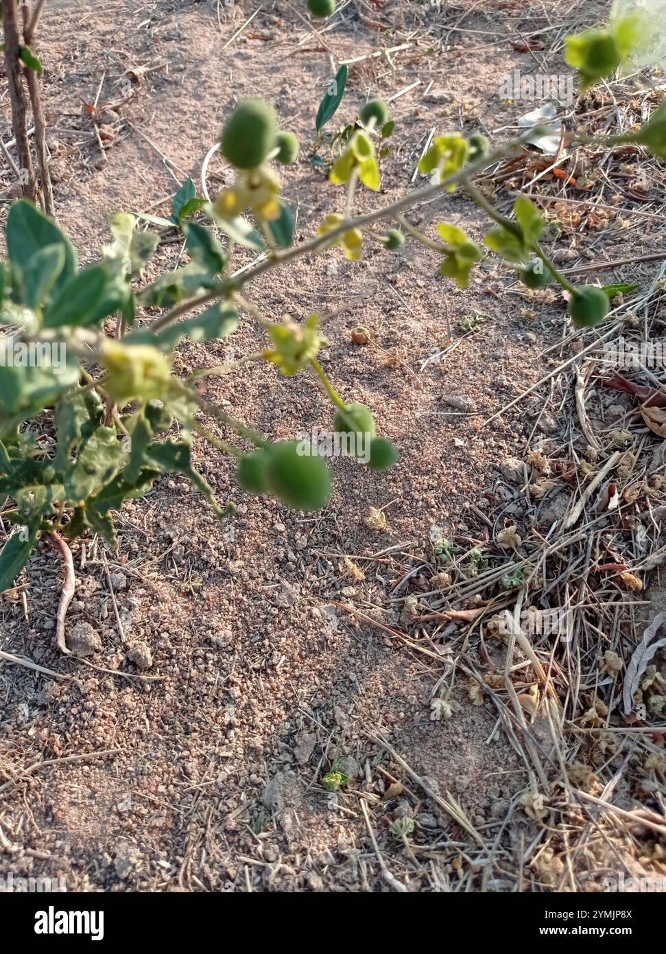 Capparaceae family hi-res stock photography and images - Alamy