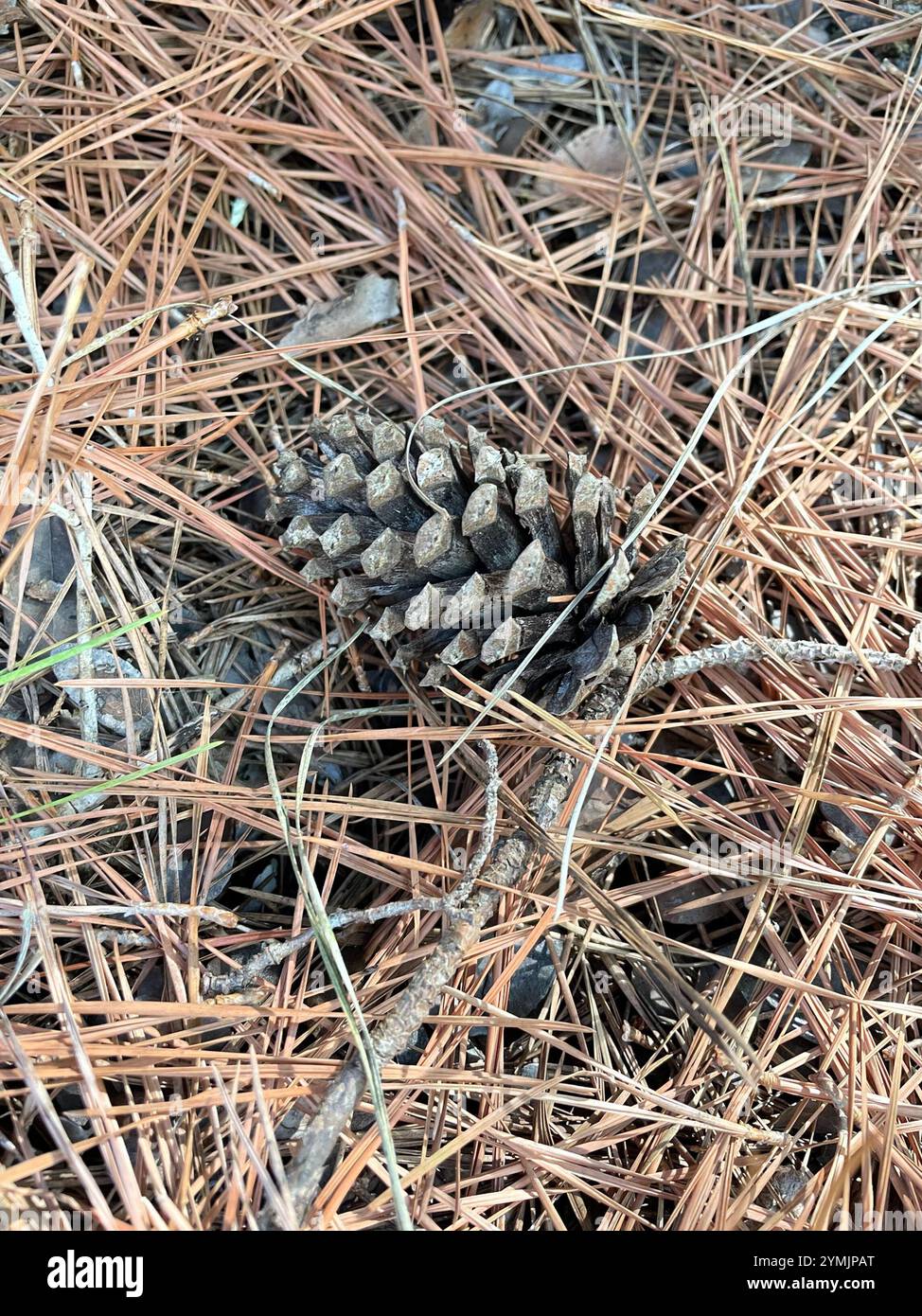 loblolly pine (Pinus taeda Stock Photo - Alamy
