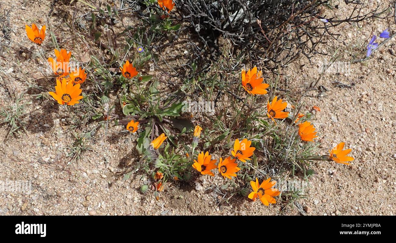 Cape marigold (Dimorphotheca sinuata Stock Photo - Alamy
