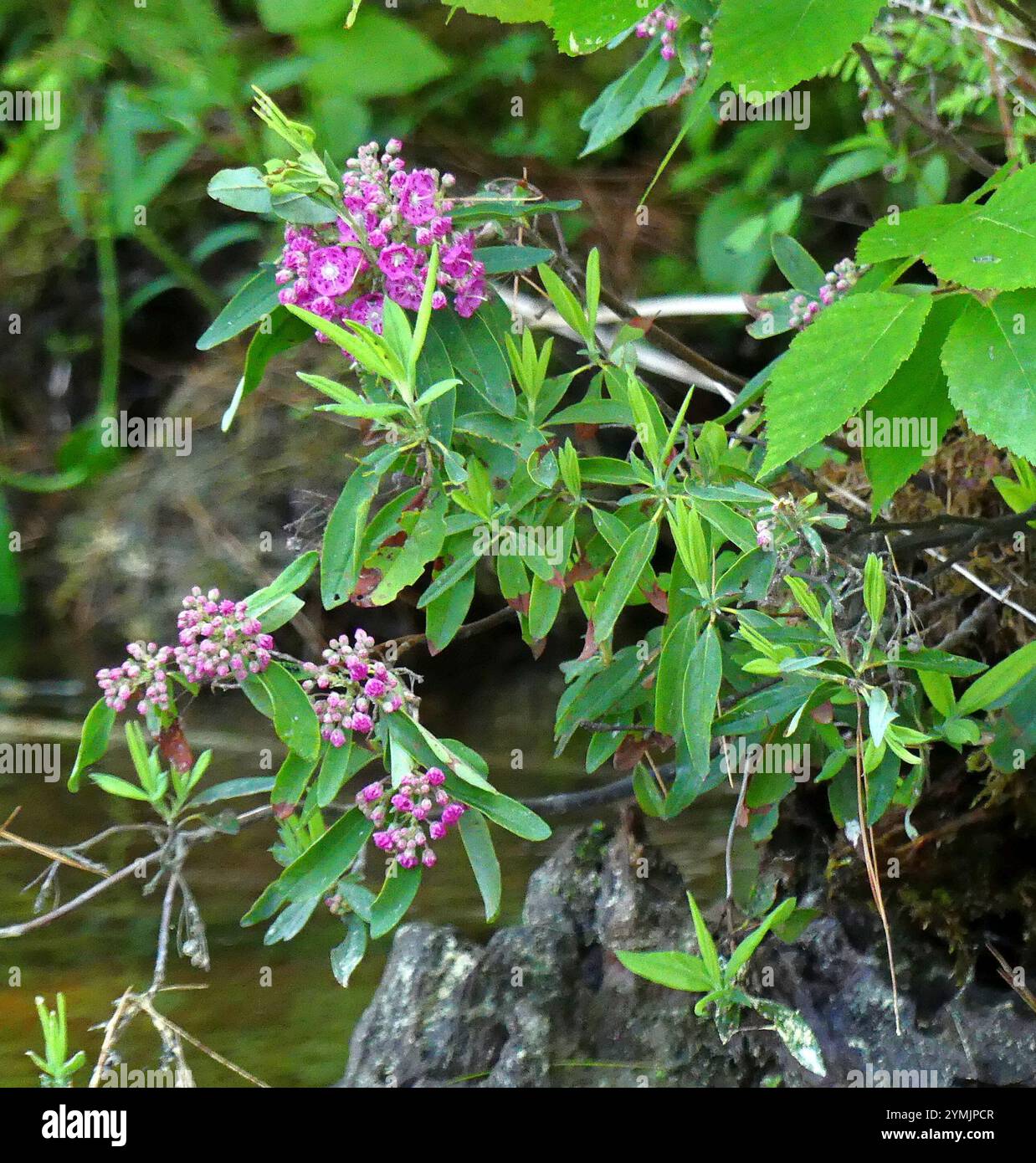 sheep laurel (Kalmia angustifolia Stock Photo - Alamy