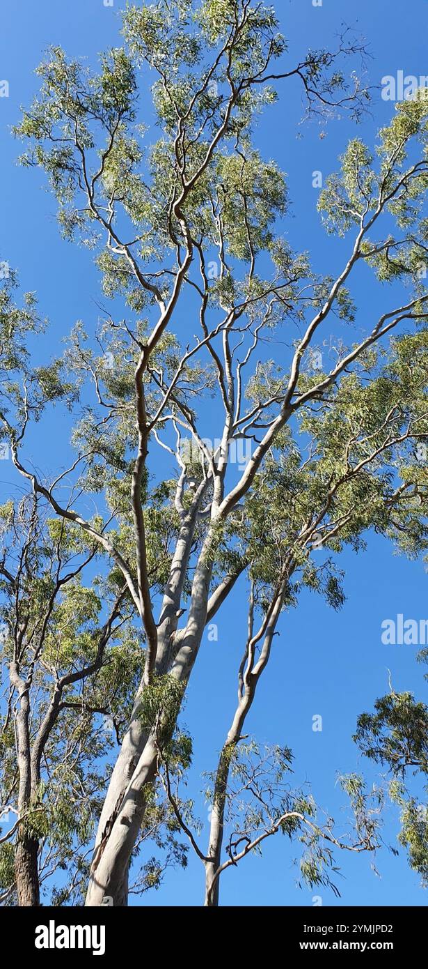Carbeen (Corymbia tessellaris Stock Photo - Alamy